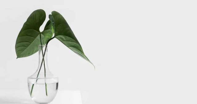 Join the Eco-Cleaning Movement for a Brighter, Cleaner Tomorrow - Ecomuch